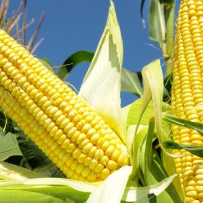 What terms of measurement did they use in biblical times?